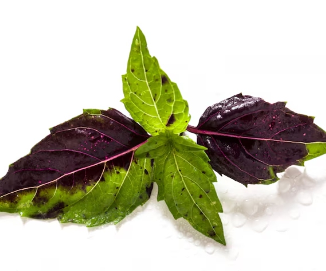 Tulsi Puja: बार-बार मुरझा रहा है तुलसी का पौधा? तो इस संकेत को न करें ...