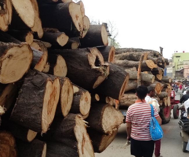 हरिद्वार में लगातार काटे जा रहे हैं पेड़, पर्यावरण प्रेमियों ने जताई ...
