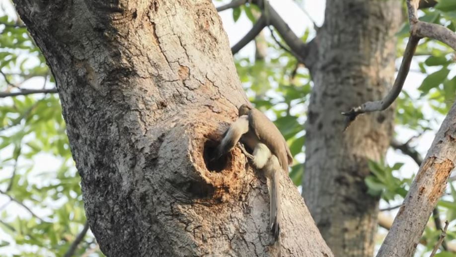मां का मोह या घोंसले पर कब्जा? दिल्ली के लोधी गार्डन में हॉर्नबिल बर्ड ...