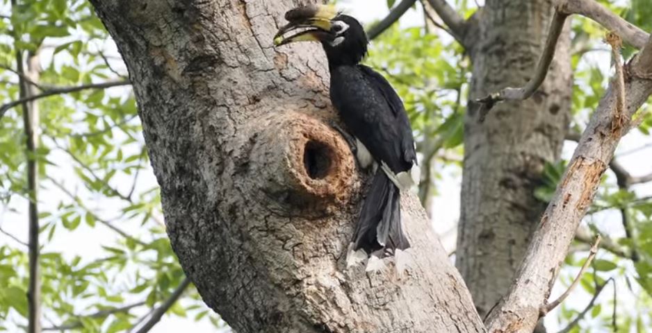 मां का मोह या घोंसले पर कब्जा? दिल्ली के लोधी गार्डन में हॉर्नबिल बर्ड ...