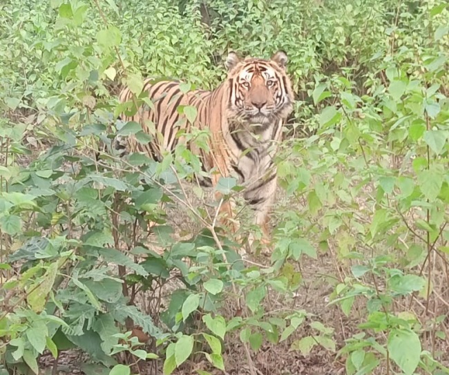 बांधवगढ़ में बाघ की मौत पर गहराया रहस्य: ट्रैंक्यूलाइज करने से पहले ही ...