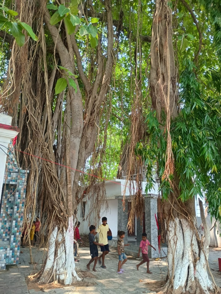 भोजपुर का बरगद पेड़ क्‍यों बना आकर्षण का केंद्र? ढाई सौ साल पुराने ...