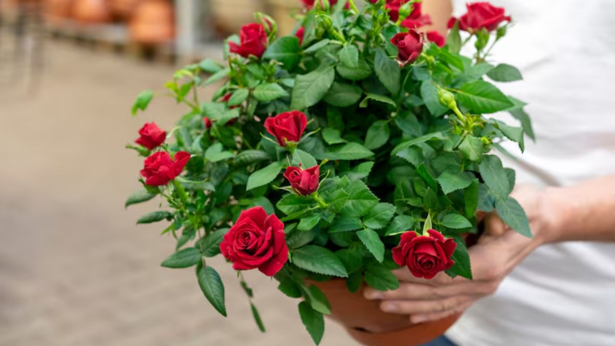 आपके गुलाब के पौधे पर भी आना बंद हो गए हैं फूल? इन आसान टिप्स से फिर ...